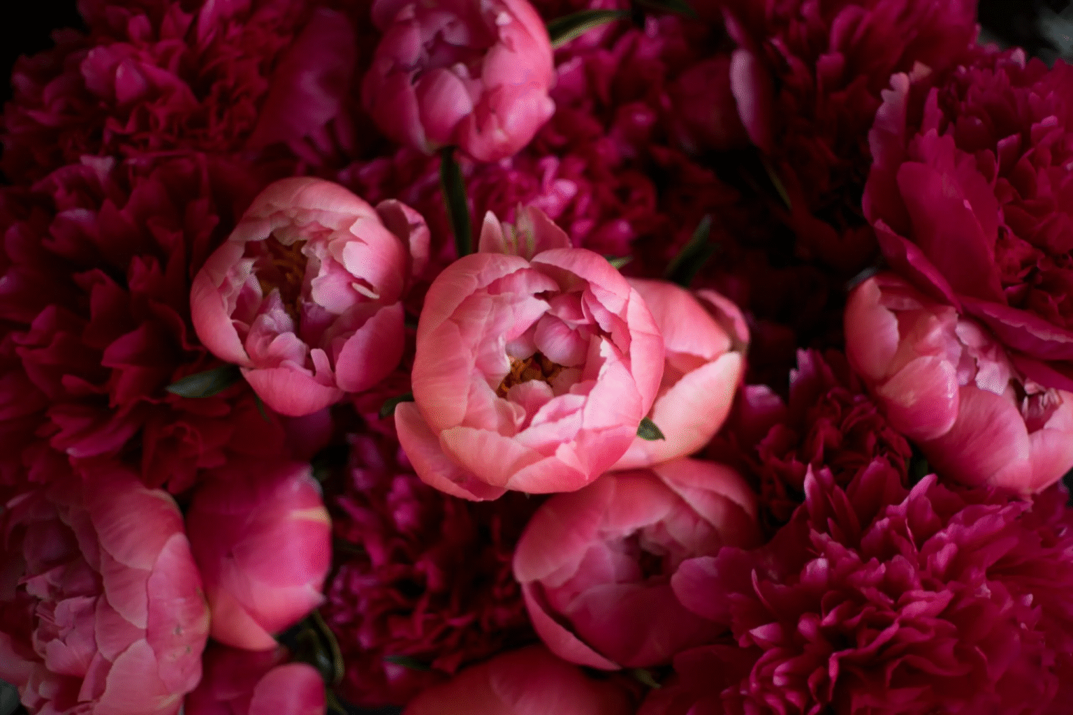 Flowers That Represent Love (Beyond the Classic Rose) - The Flower Diary