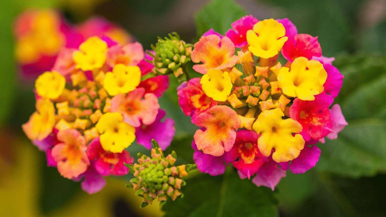 Why Some Flowers Change Color as They Bloom: The Science Behind Nature ...
