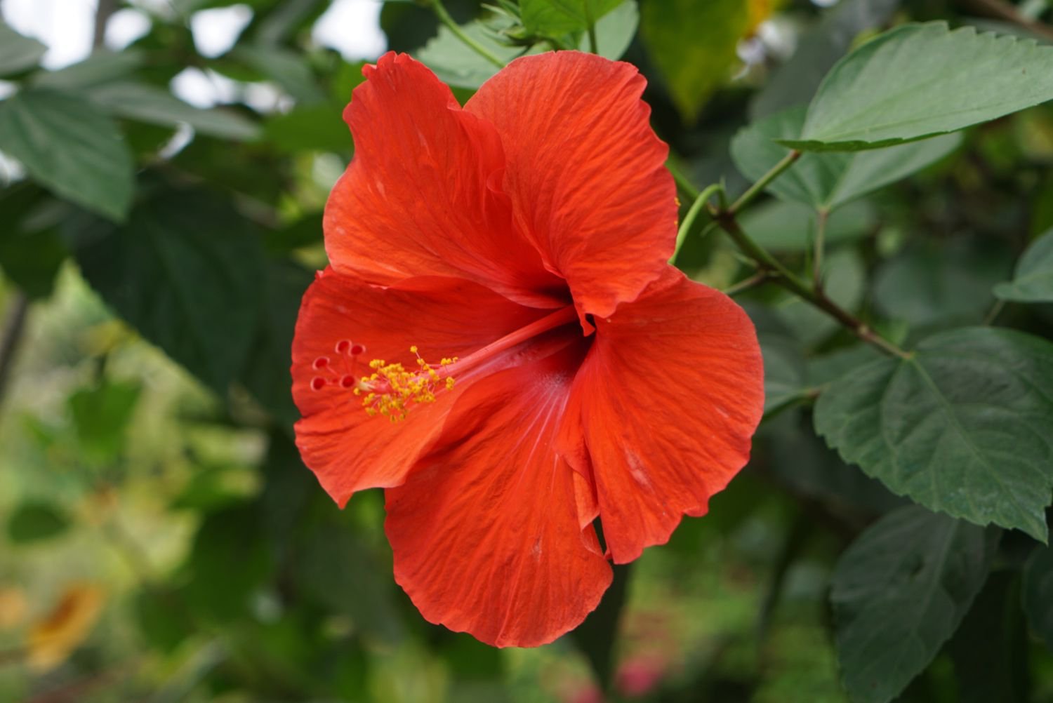 The Most Popular Flowers in the World (and What Makes Them Special ...